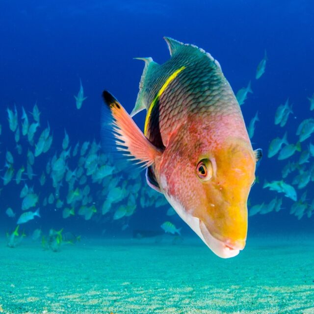 Top 7 Places to Snorkel & Dive in Cozumel - Cancun Sun