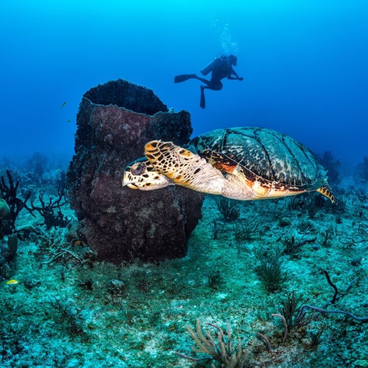 Complete Guide To Visiting The Cancun Underwater Museum (MUSA) - Cancun Sun