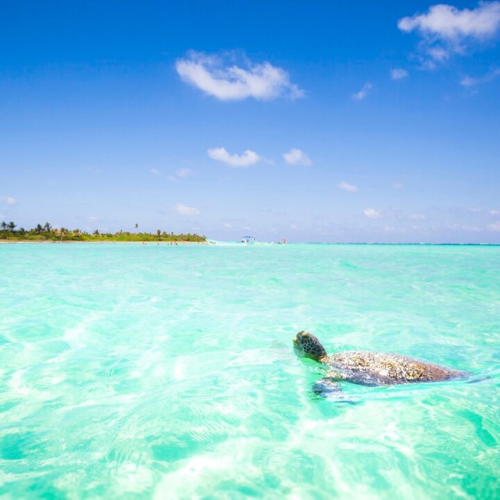 The Hidden Gem Of Xcacel-Xcacelito Sea Turtle Sanctuary Near Tulum ...