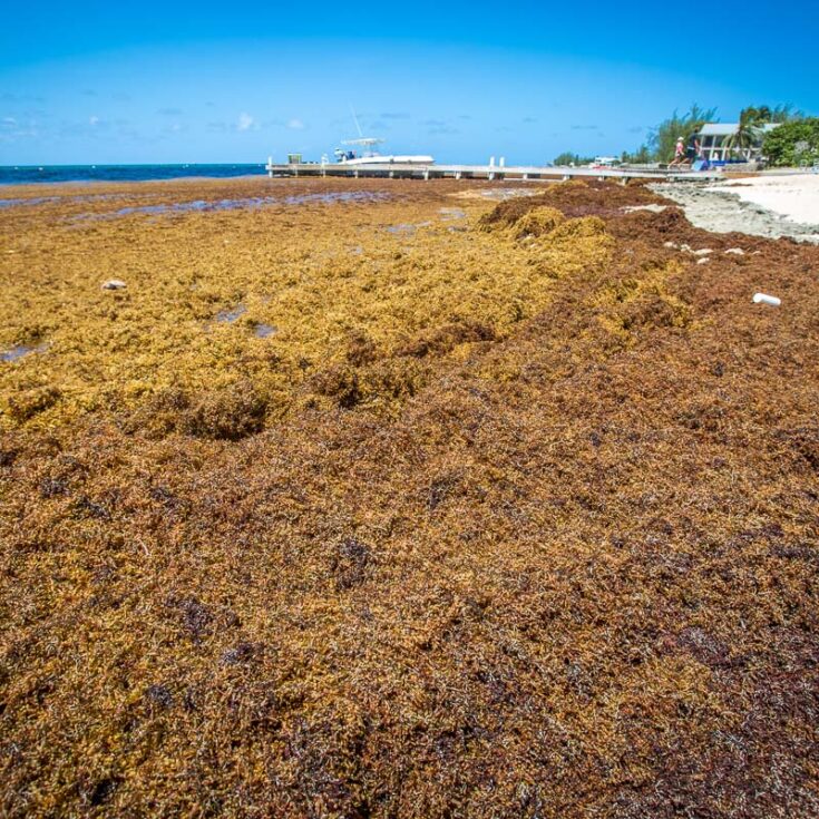 Uncollected Sargassum Seaweed Covers Some Tulum Beaches - Cancun Sun