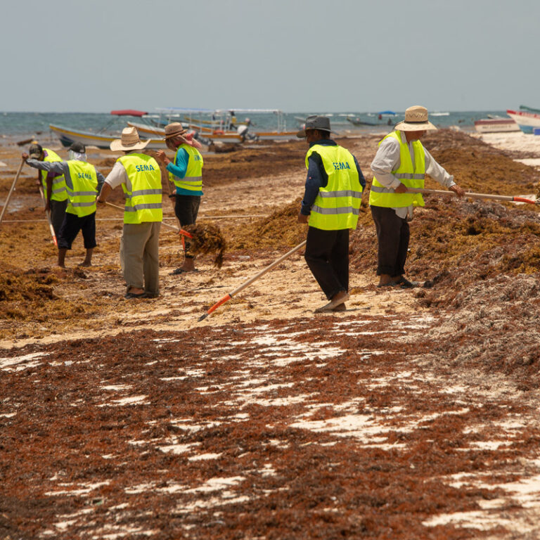 Seaweed Season Begins As Sargassum Washes Up On Beaches In Playa del ...