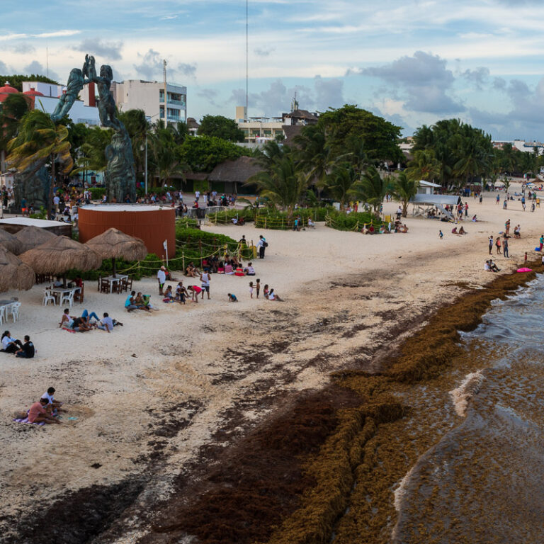 Seaweed Season Begins As Sargassum Washes Up On Beaches In Playa del ...
