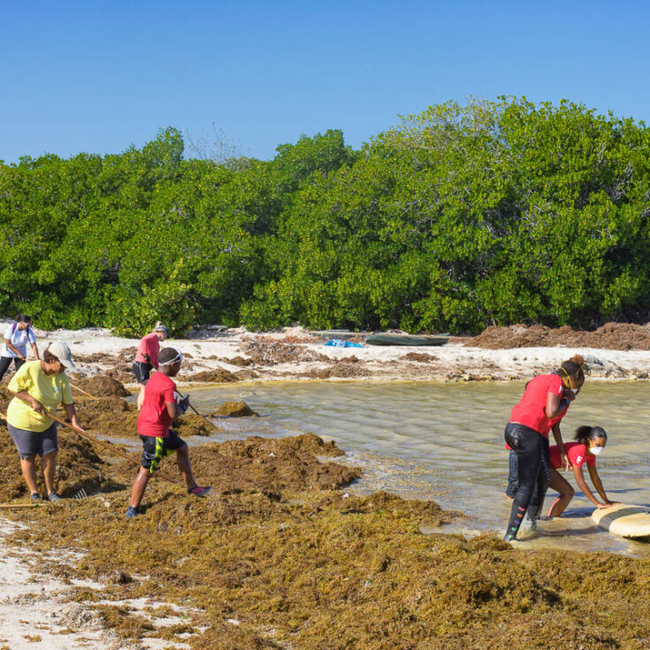 Uncollected Sargassum Seaweed Covers Some Tulum Beaches - Cancun Sun