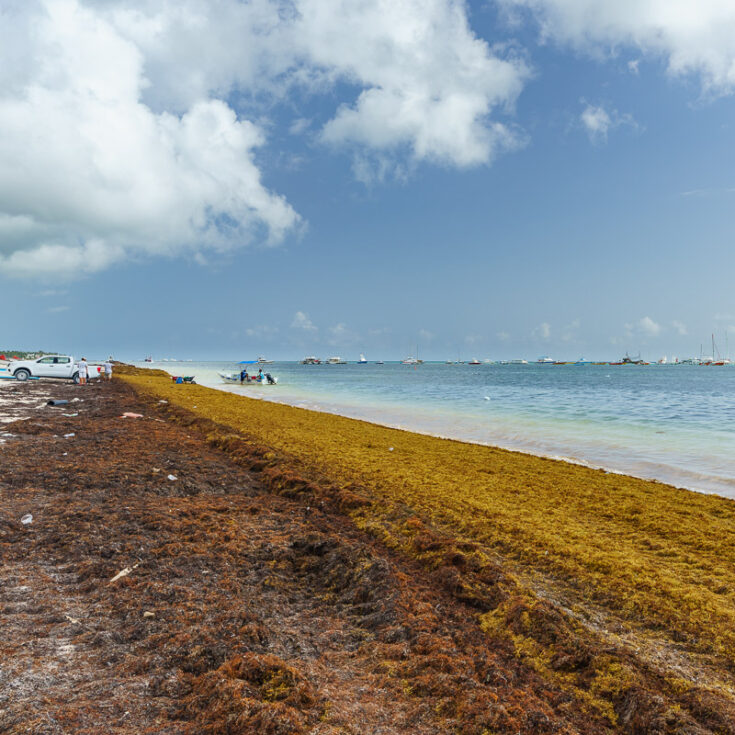 Uncollected Sargassum Seaweed Covers Some Tulum Beaches - Cancun Sun