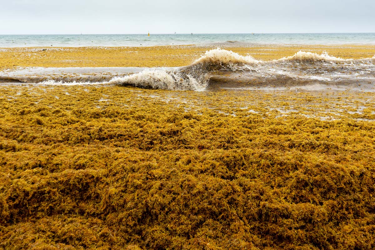 Tulum Seaweed Barriers Yet To Be Installed While 50 Beaches Record ...