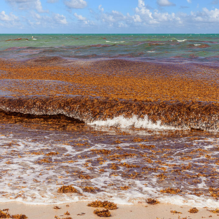 Tulum Seaweed Barriers Yet To Be Installed While 50 Beaches Record ...