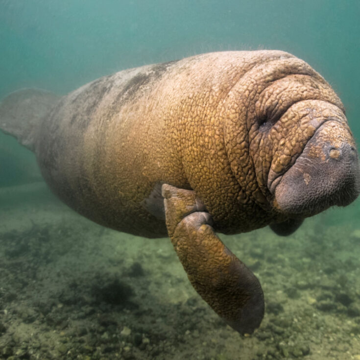 Where To Spot This Aquatic Mammal In Quintana Roo - Cancun Sun