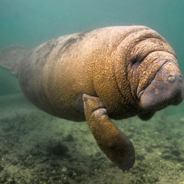 Where To Spot This Aquatic Mammal In Quintana Roo - Cancun Sun