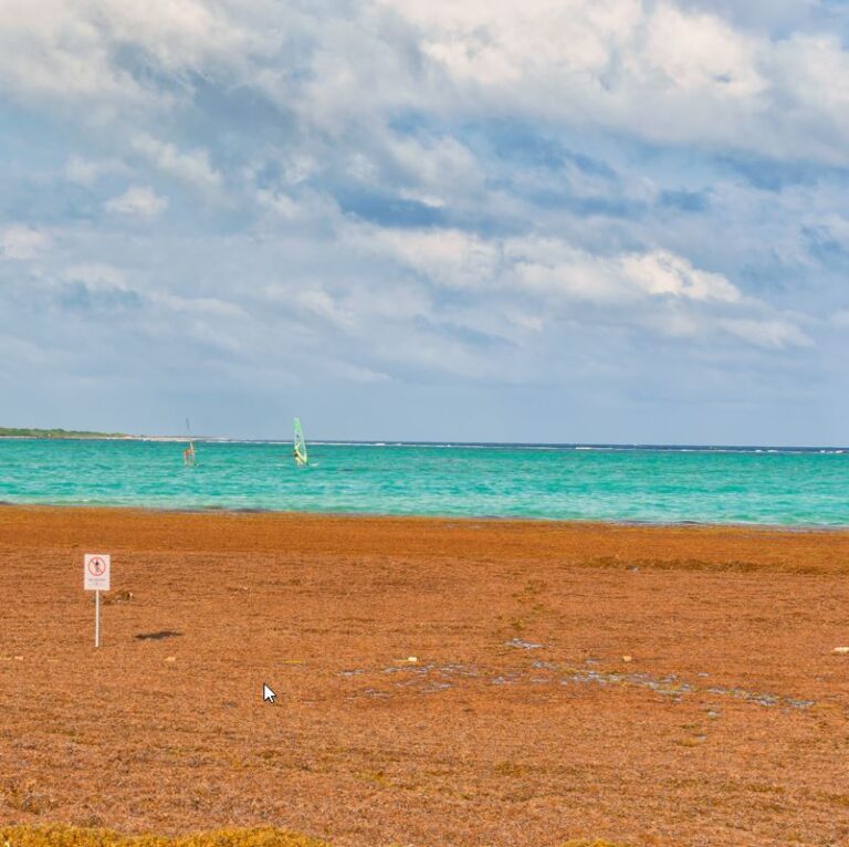 Riviera Maya Sargassum Levels Drop Significantly Compared To February ... Riviera Maya Sargassum Levels Drop Significantly Compared To February ...
