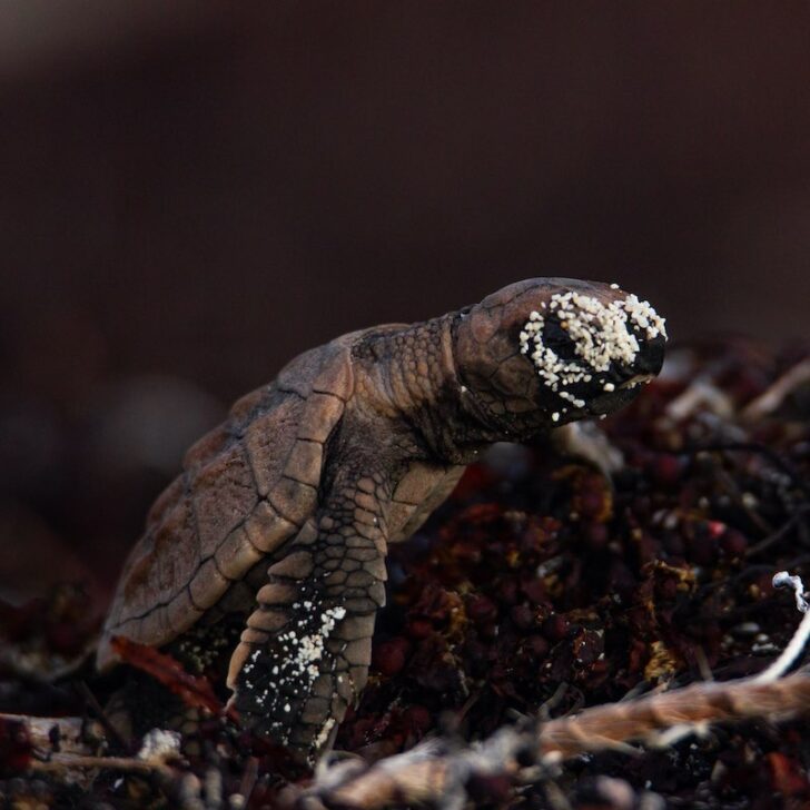 Sargassum & Trash Could Spell The End Of Swimming With Sea Turtles In ...