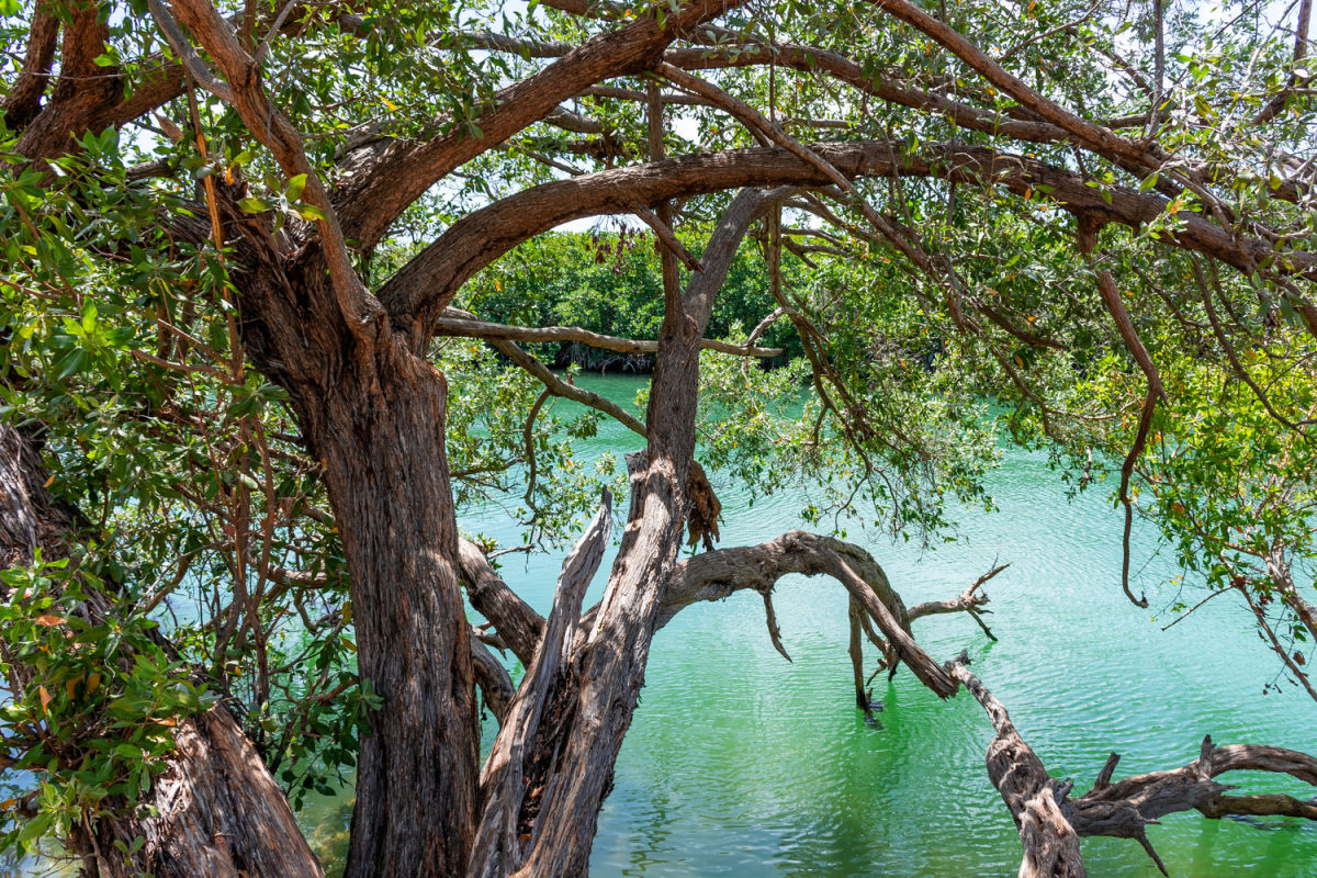Brand New Nature Reserve Revealed South Of Cancun - Cancun Sun