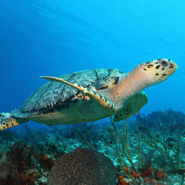 Why Cozumel Is The Perfect Place To See The Sea Turtles This Summer ...