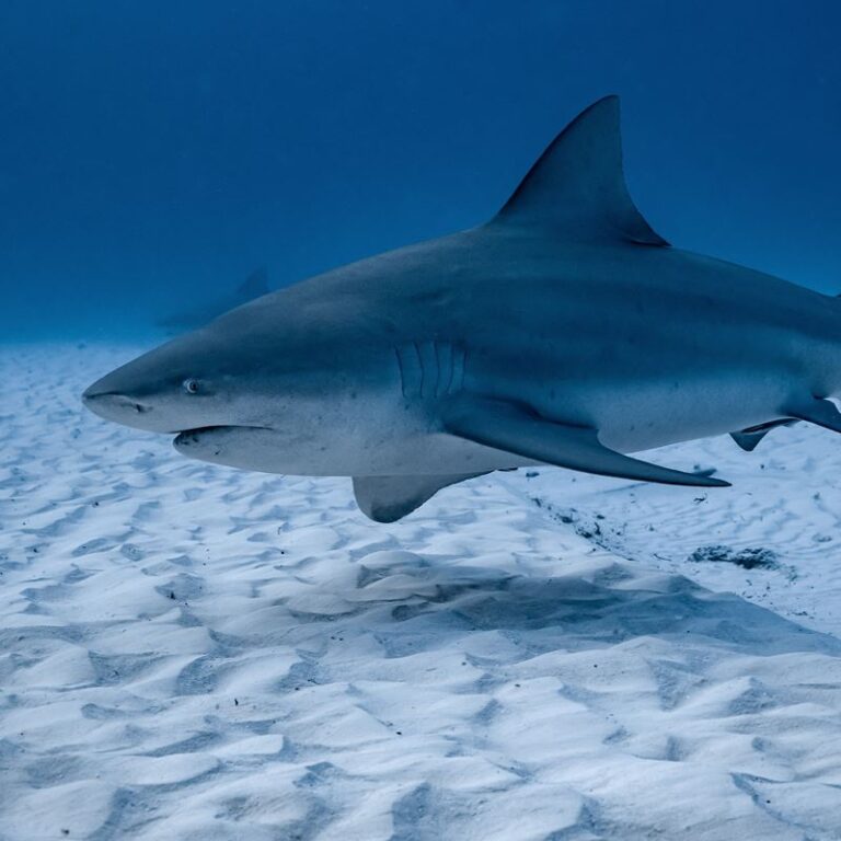 Playa Del Carmen Authorities Issue Warnings For Tourists As Shark ...