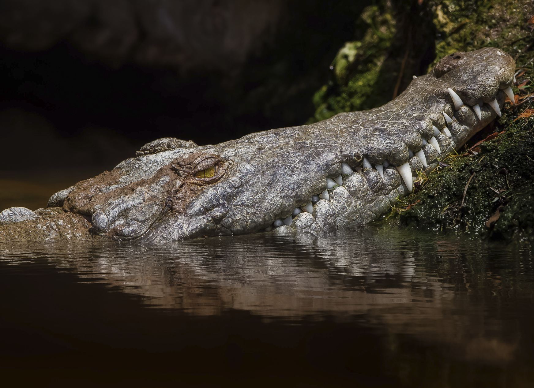 Tulum Tourist Hospitalized After Crocodile Attack at Popular Cenote ...