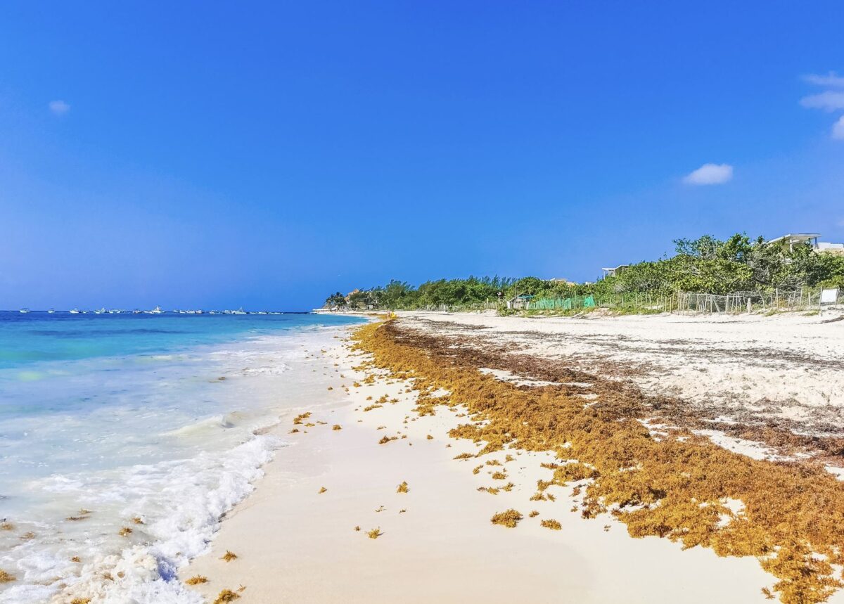 Cancun Mobilizes Massive Cleanup Effort as Sargassum Arrives on Famed ...