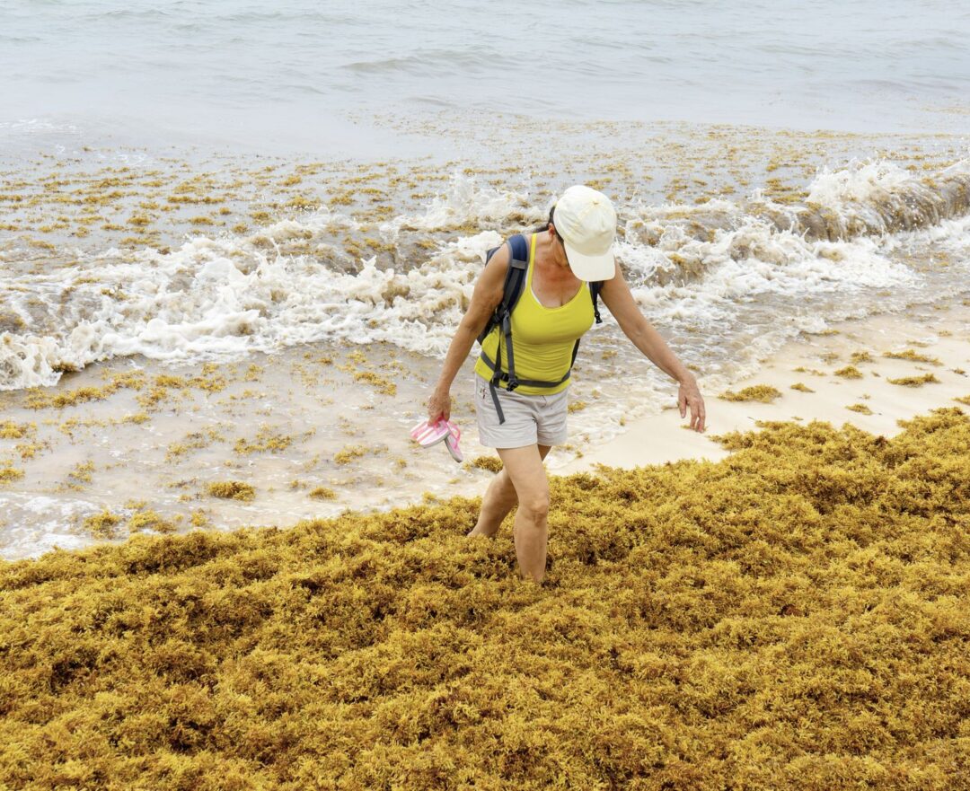 Mexican Caribbean Sargassum Season Alert: Most & Least Affected ... Mexican Caribbean Sargassum Season Alert: Most & Least Affected ...