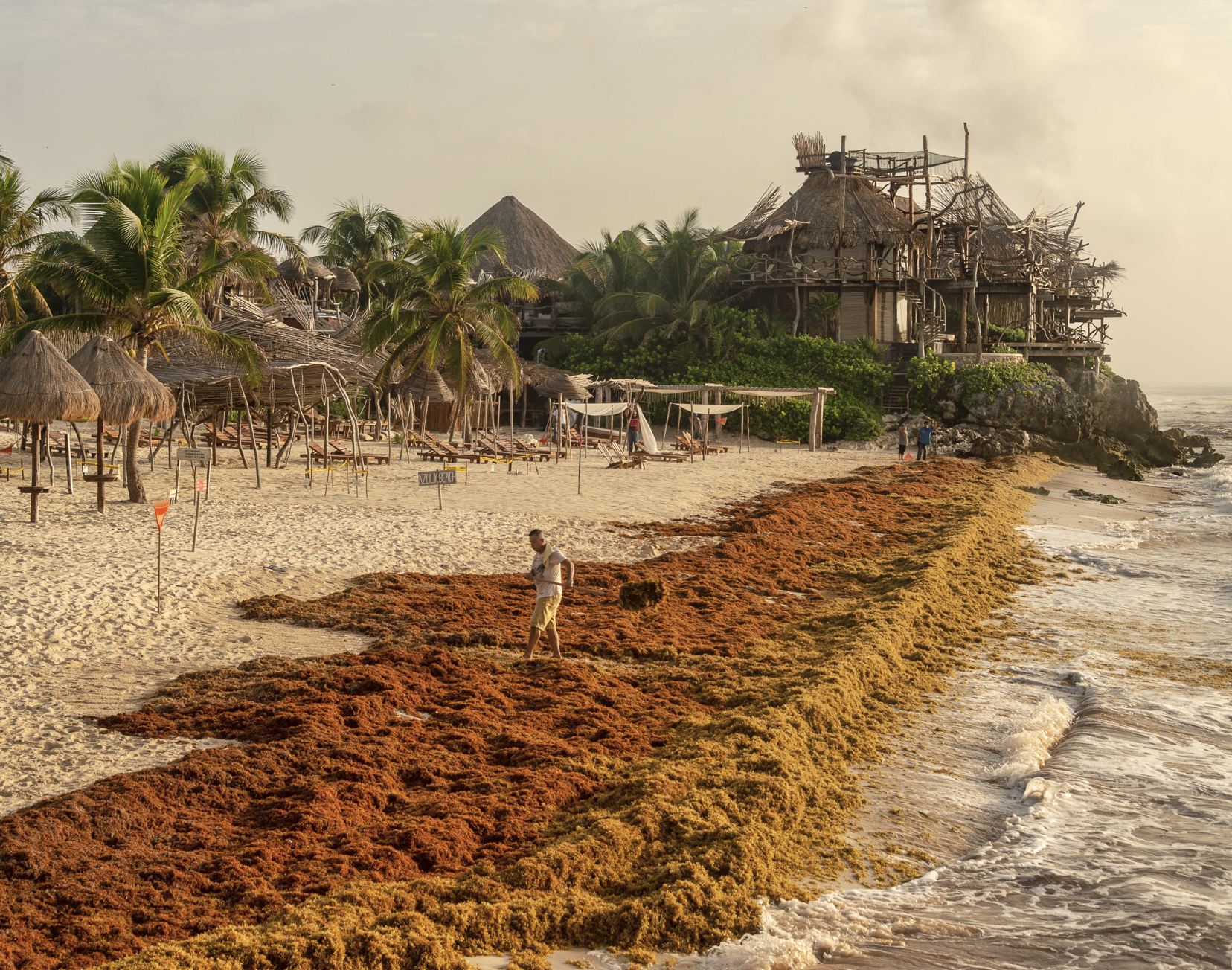 Tulum Scrambles To Keep Up With Massive Sargassum Invasion Compared To Last Year - Cancun Sun