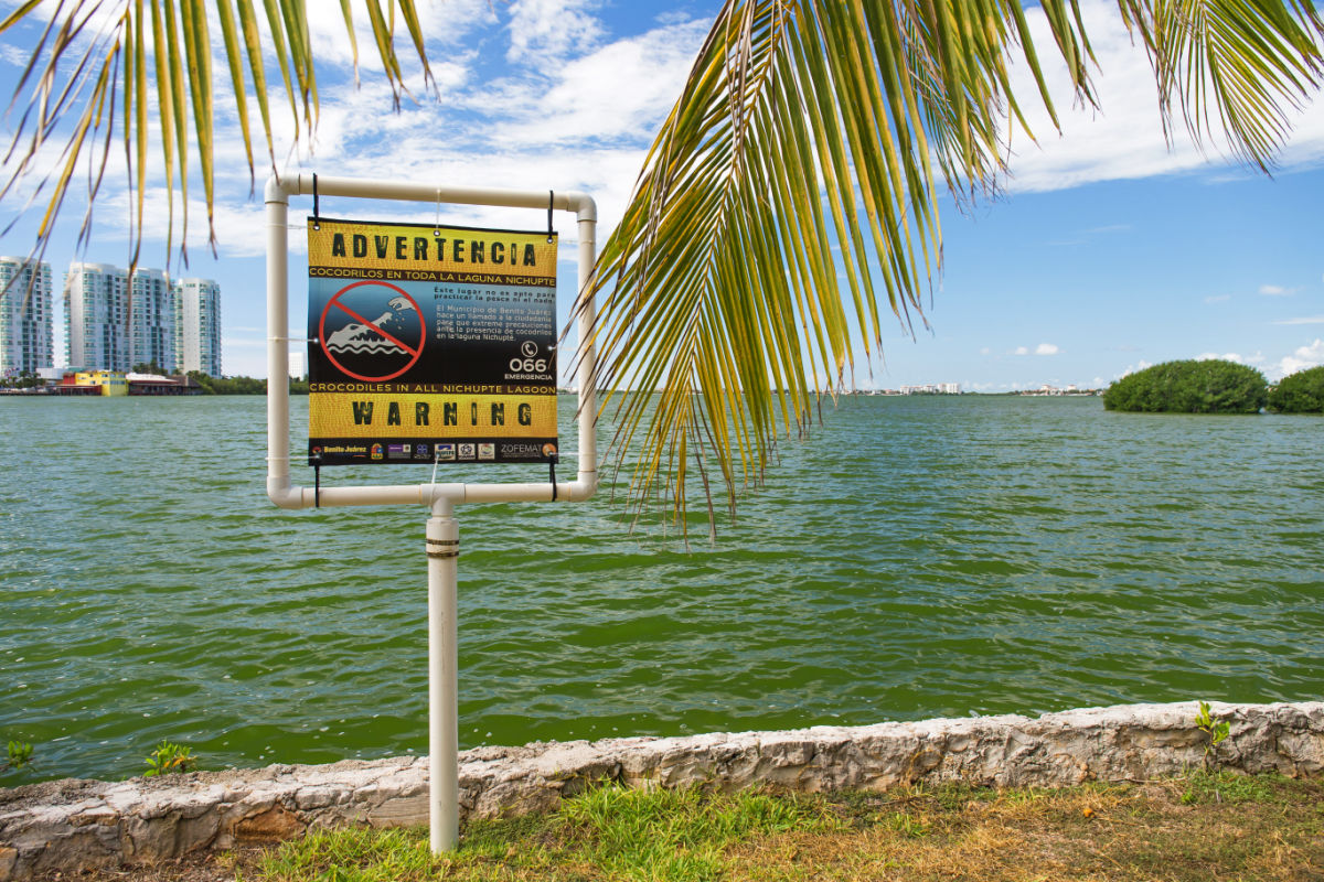 Cancun Travelers Advised To Keep Safe Distance From Wildlife After ...