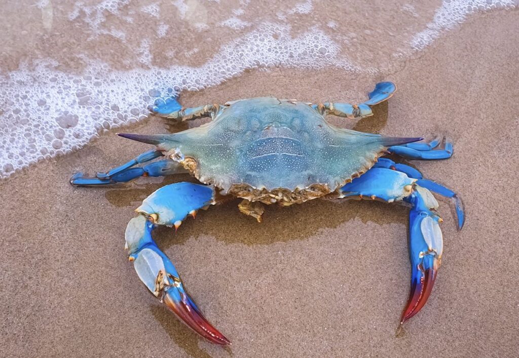 Cancun Authorities Urge Caution As Blue Crabs Begin Their Incredible ...