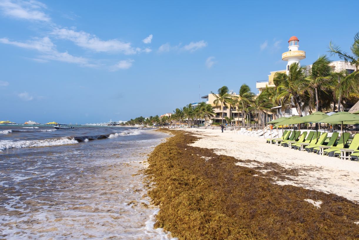Mexican Navy Ramps Up Patrols To Block Sargassum From Riviera Maya ...