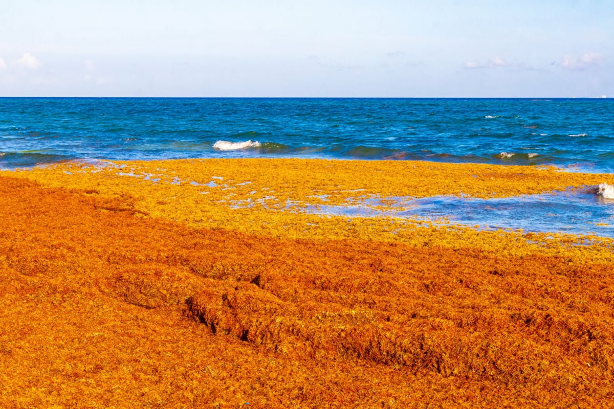 "Mountains" of Sargassum Overwhelm Playa del Carmen Beaches as Navy ...